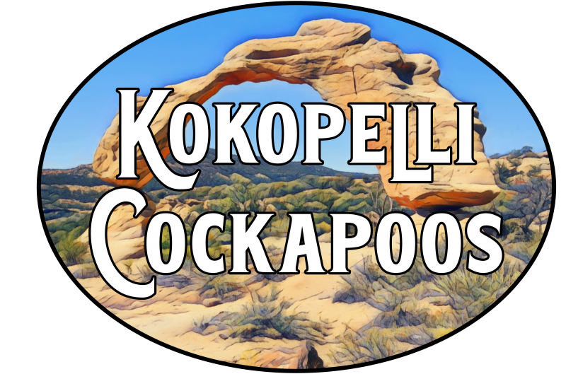 Southwest Cockapoo Breeders | Kokopellli Cockapoos