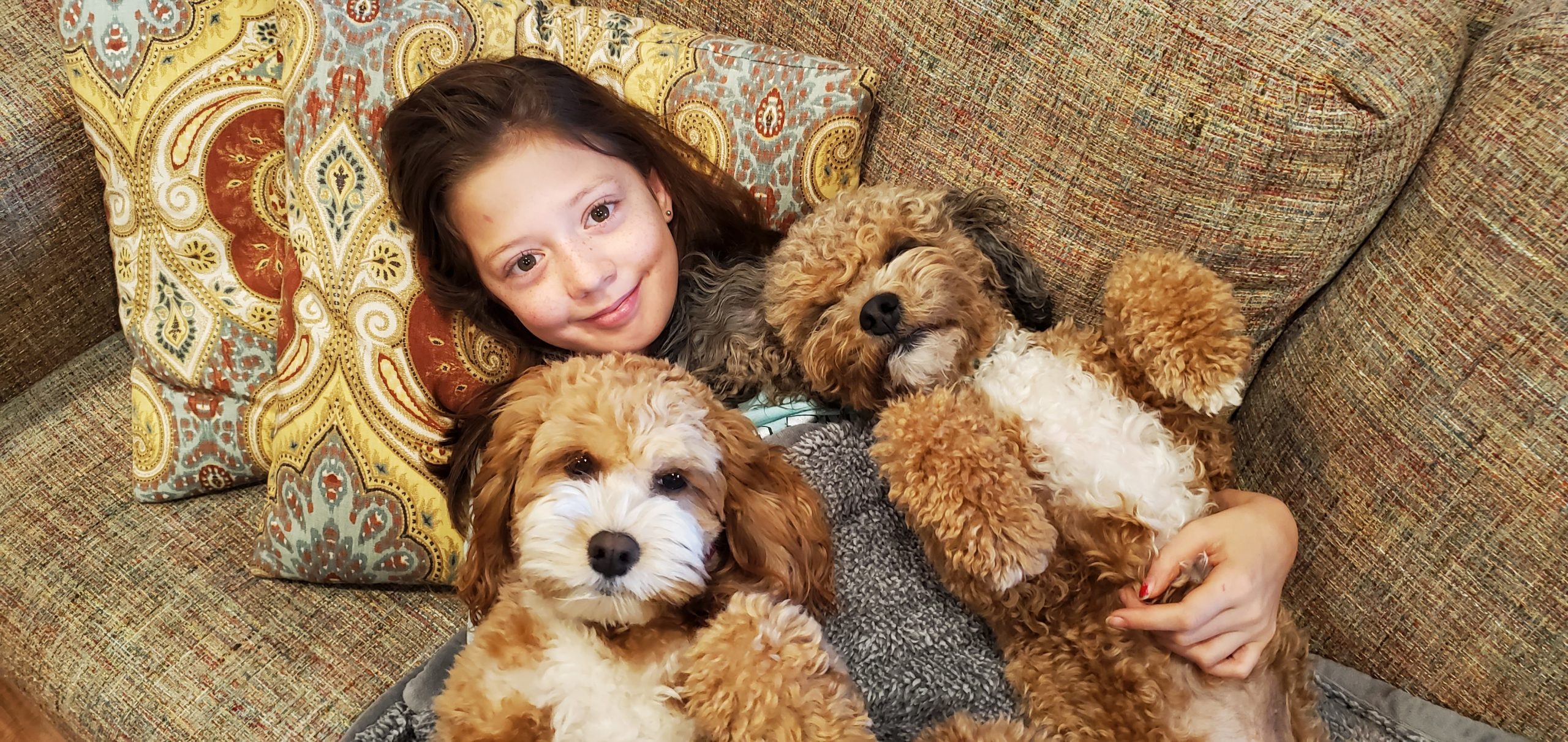 Cockapoo Puppy - Kokopelli Cockapoos