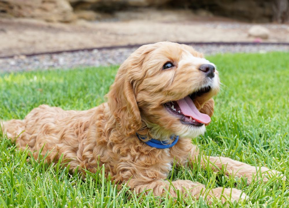 Southwest Cockapoo Breeders | Kokopellli Cockapoos