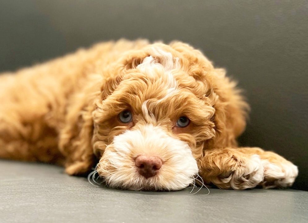 Southwest Cockapoo Breeders | Kokopellli Cockapoos