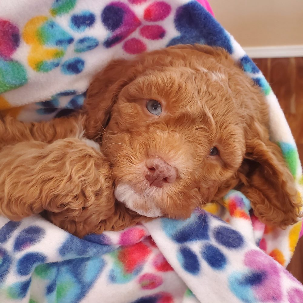 Available Puppies - Kokopelli Cockapoos