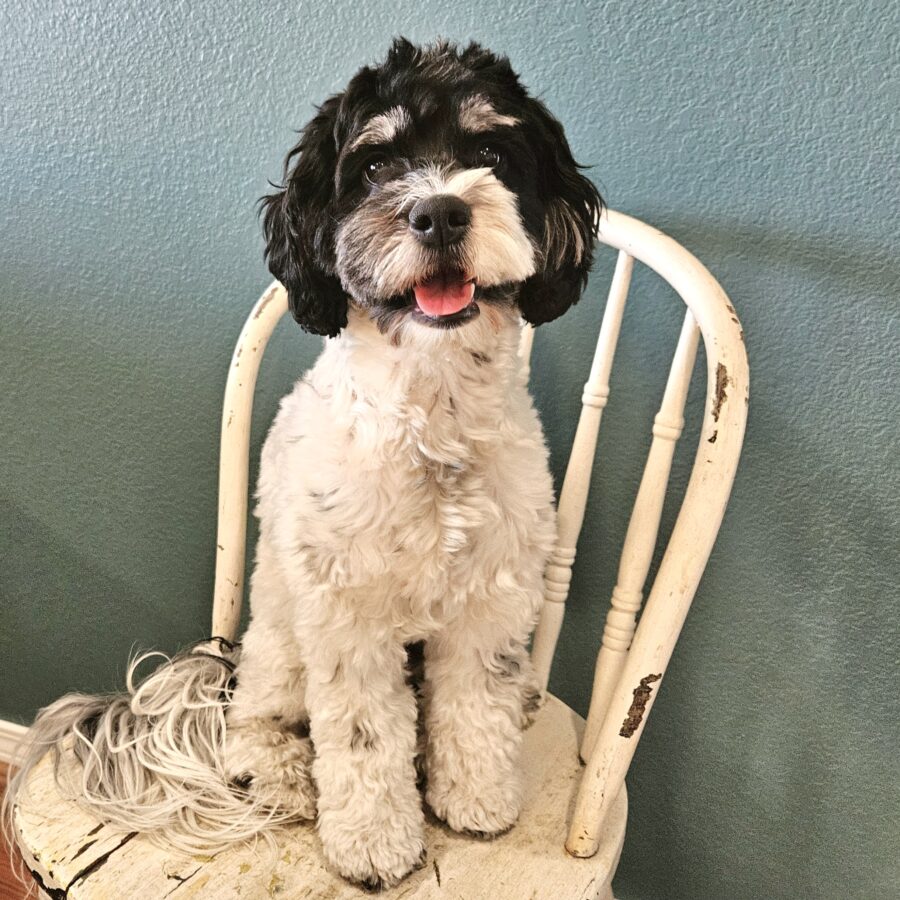 Parents - Kokopelli Cockapoos