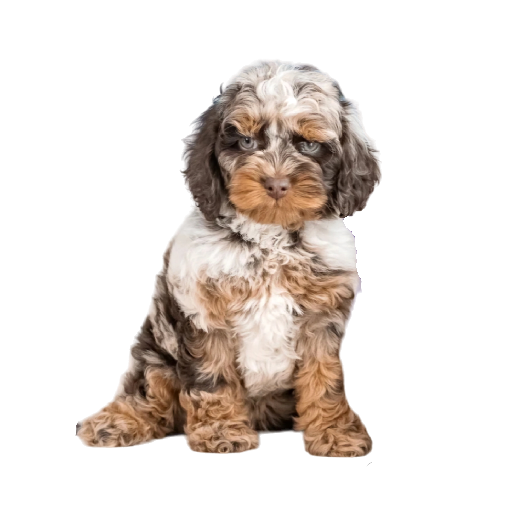 California Painted Lady (upcoming dam) - Kokopelli Cockapoos