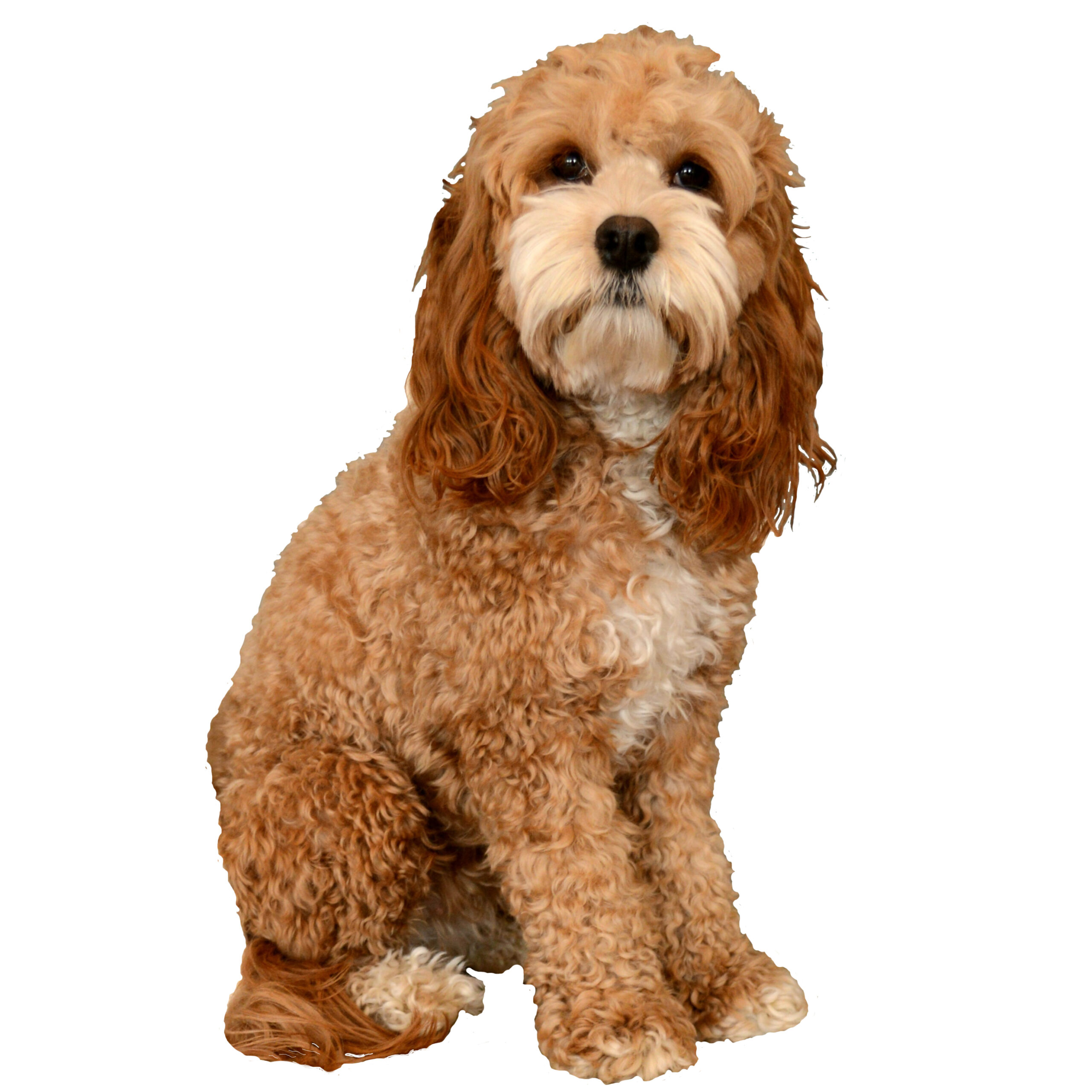 Yellow Rose of Texas (Retired) - Kokopelli Cockapoos